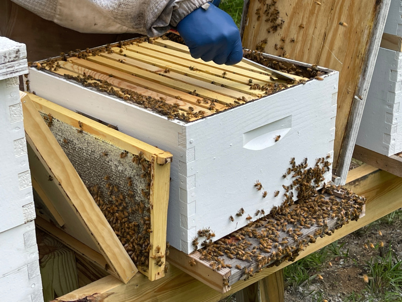 Liquid Bee Feed | Secret Garden Bees®